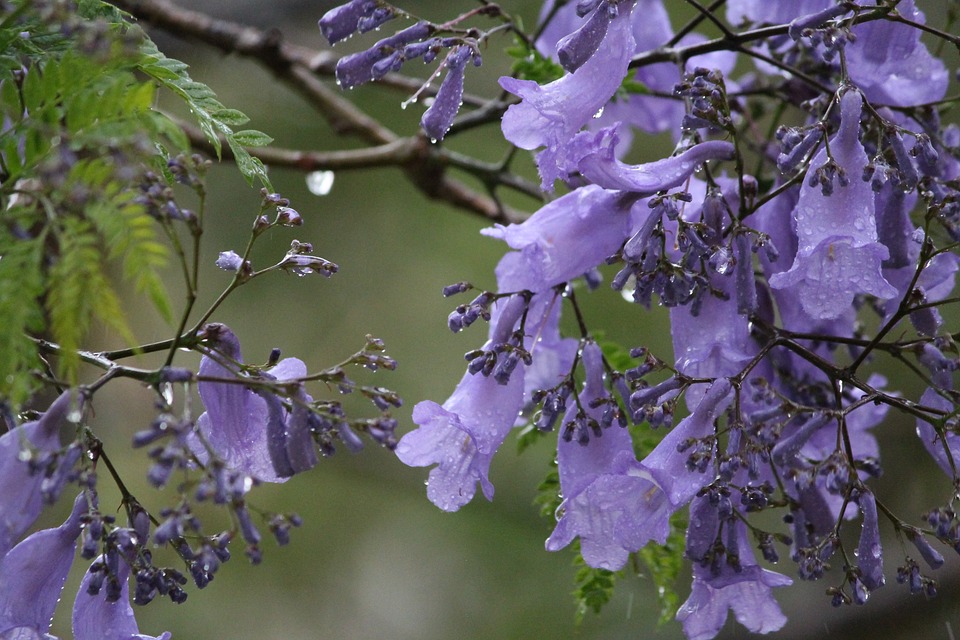 Blooming Purple And Blue Jacaranda Trees Bloom In Los Angeles
